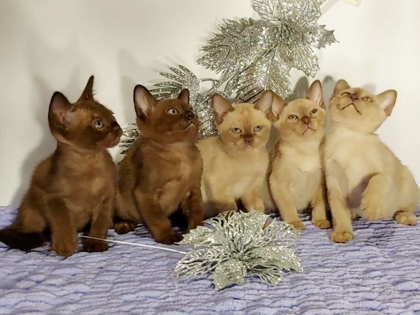 Бурма в американском типе