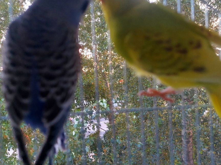 Продам волнистых попугаев