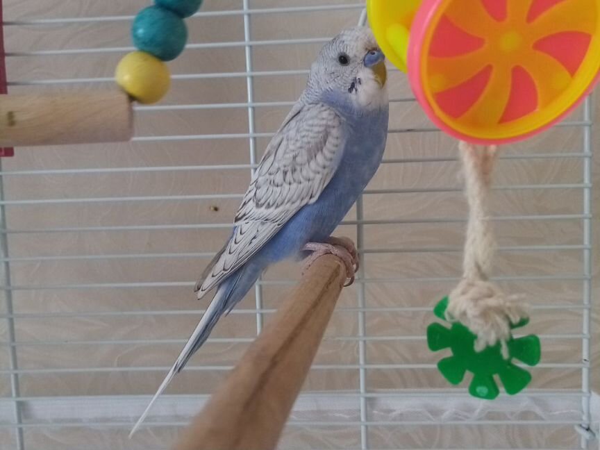 Волнистый попугай малыш