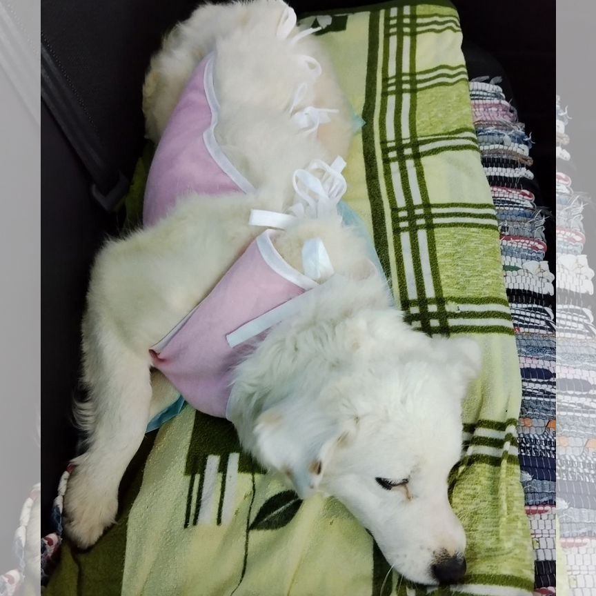 Щенок в добрые руки