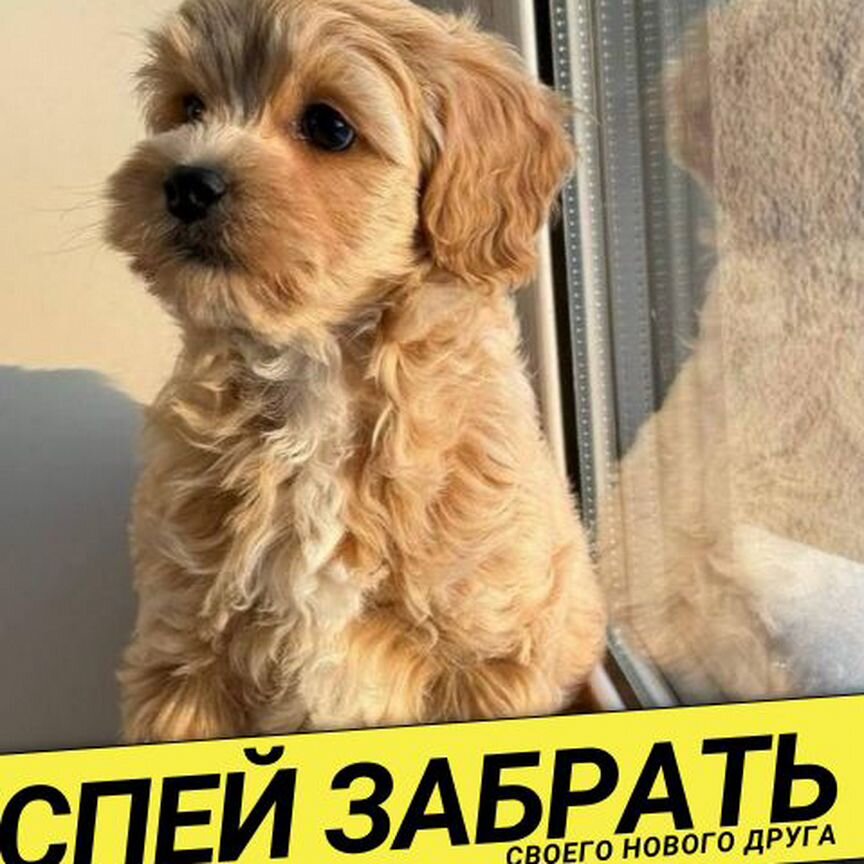 Мальтипу, щенок