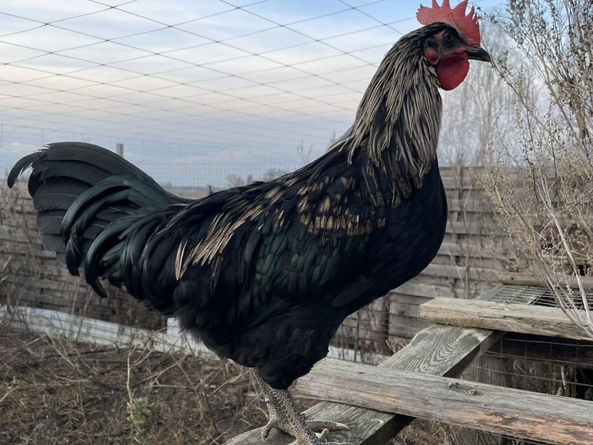 Чистопородные петухи Сильверуд Блю