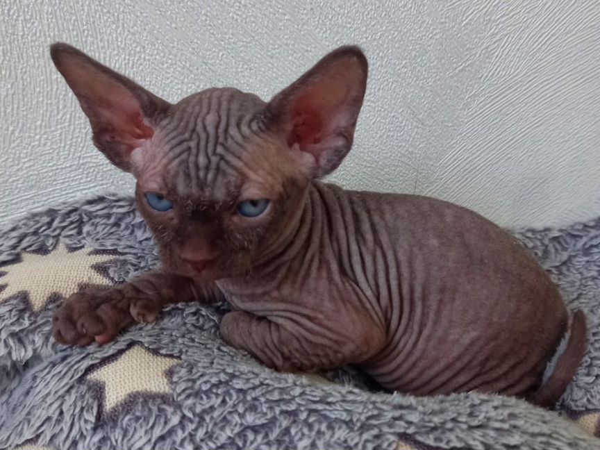 Канадский сфинкс черный и шоколад