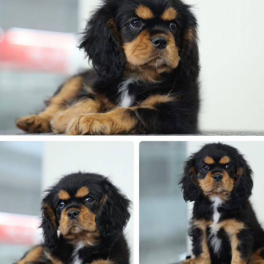 Кавалер кинг-чарльз-спаниель, щенок