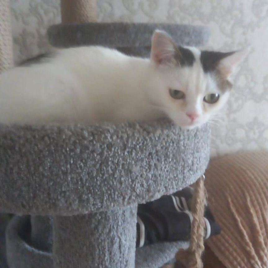 Кошечка в добрые руки