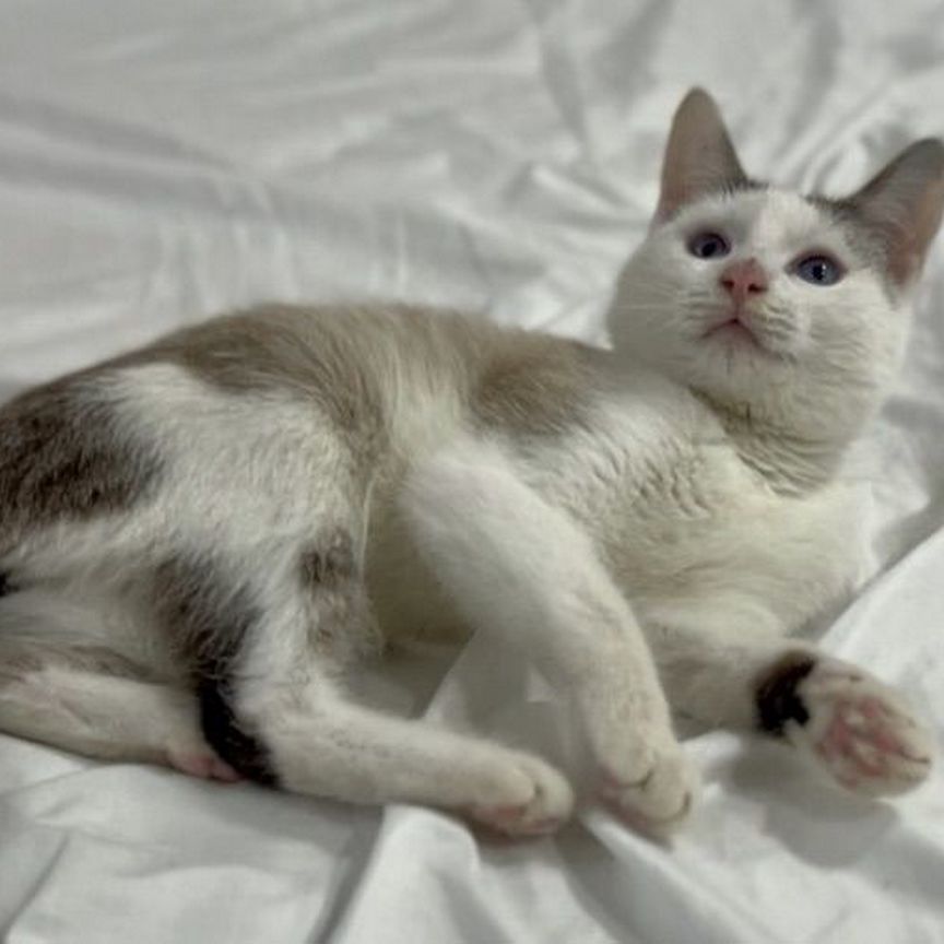 Котенок мальчик в добрые руки