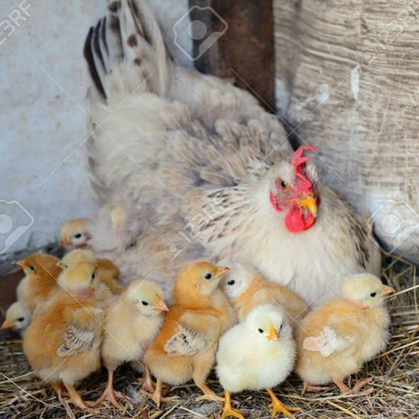 Курица с цыплятами