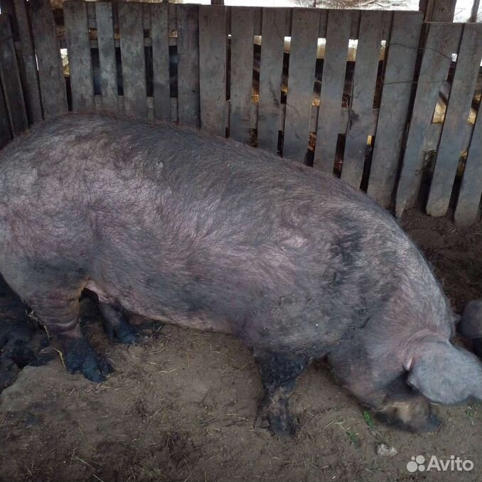 Хряк порода дюрок