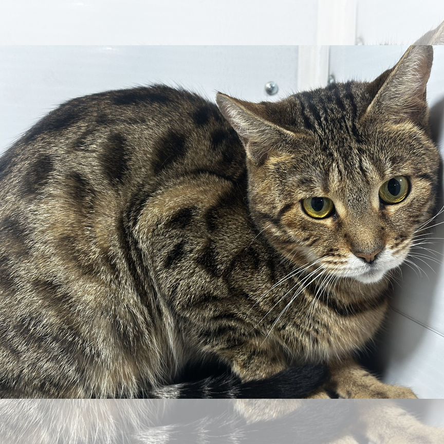 Бенгальская, взрослая кошка