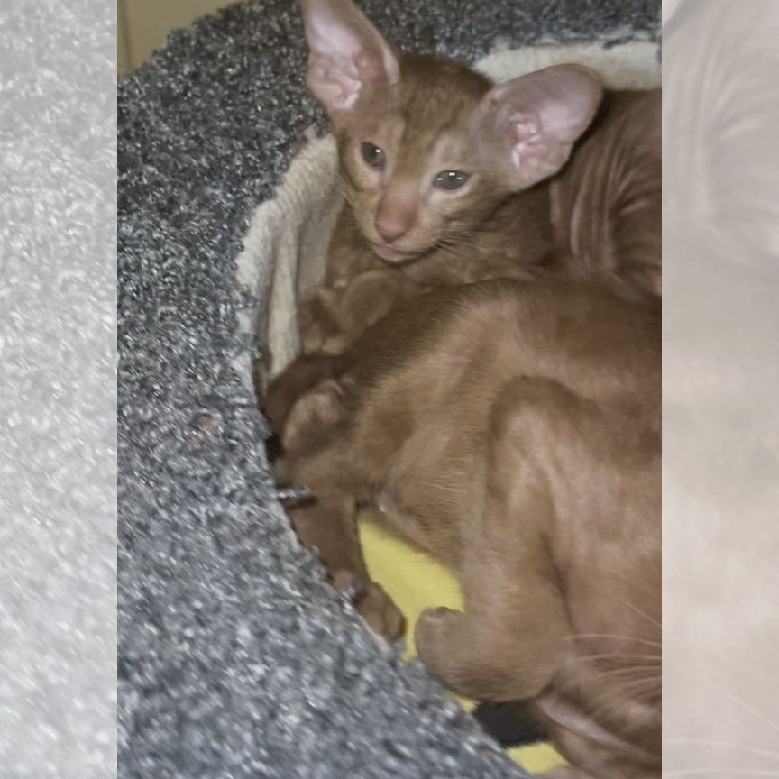 Ориентальный котенок