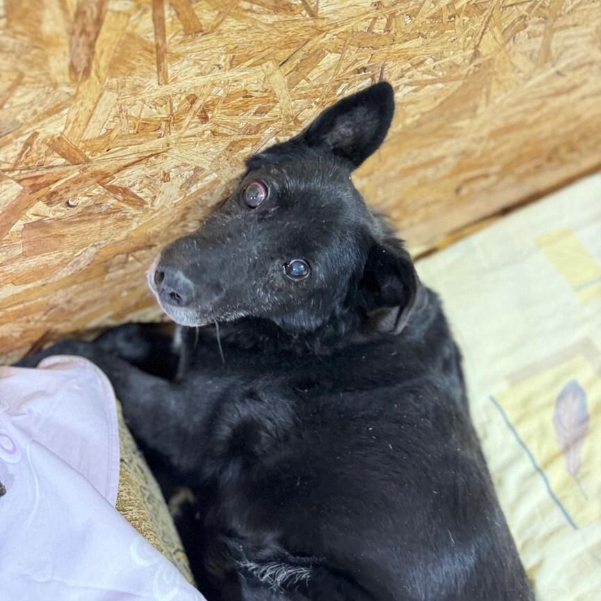 Пожилая собака с тяжелой судьбой