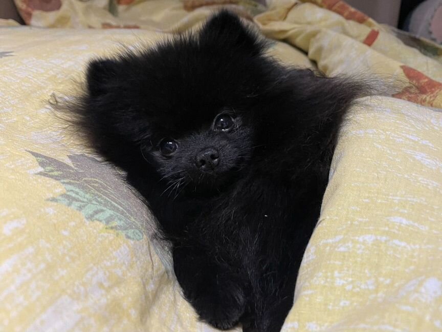 Немецкий шпиц (Померанский)