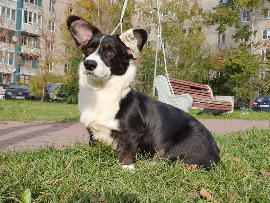 Вельш корги кардиган