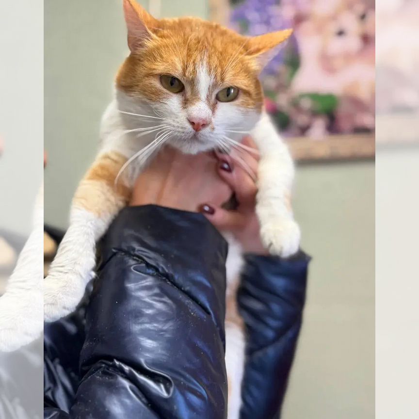 Взрослая, кошка в добрые руки