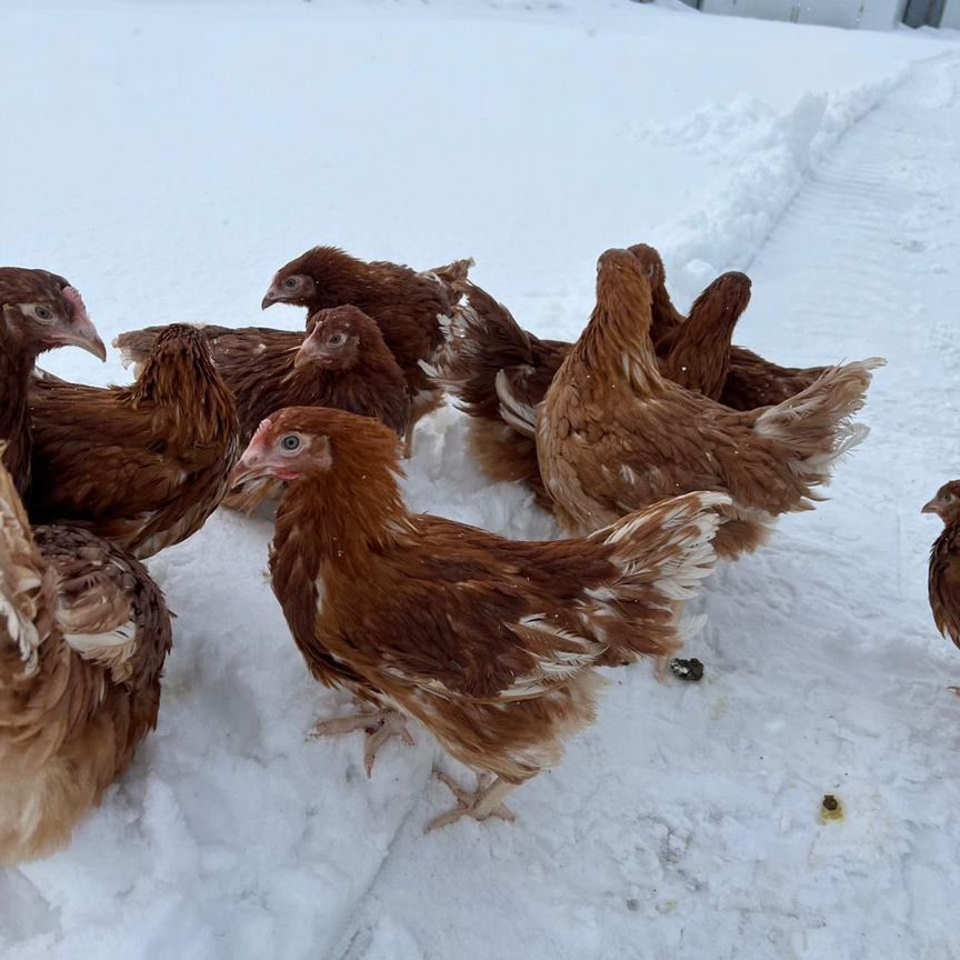 Куры молодки - несушки Родонит-3