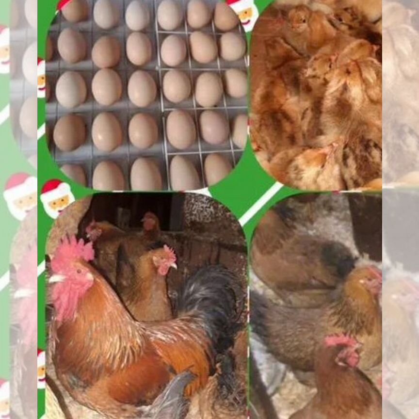 Яйцо домашних курочек