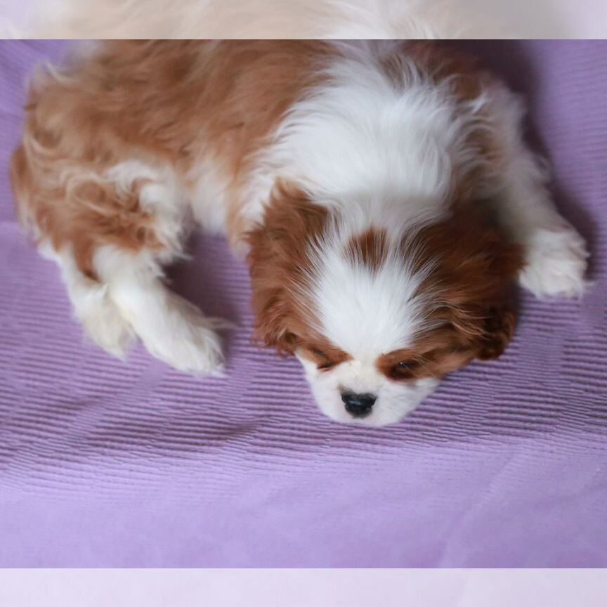 Кавалер кинг-чарльз-спаниель, щенок