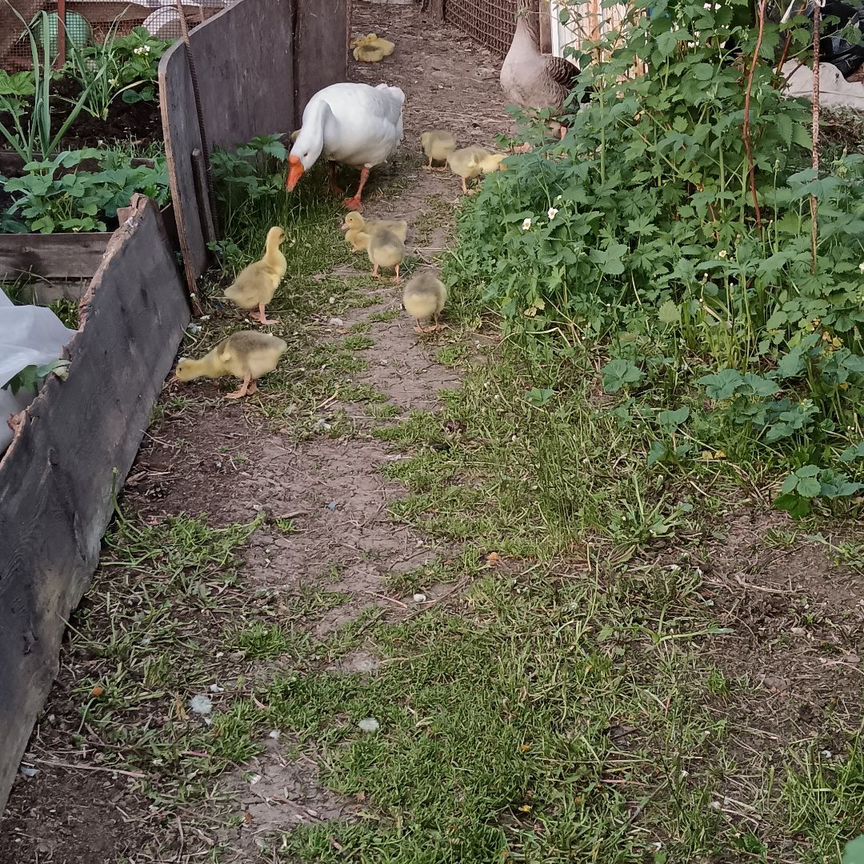 Гусята 10 голов