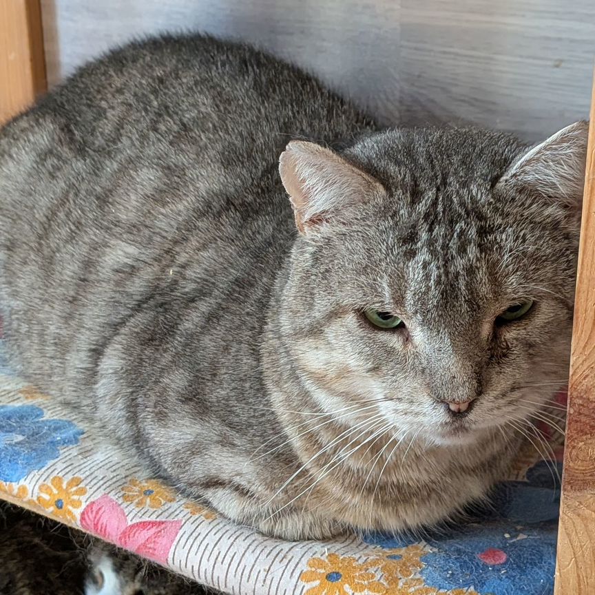 Взрослый кот в добрые руки