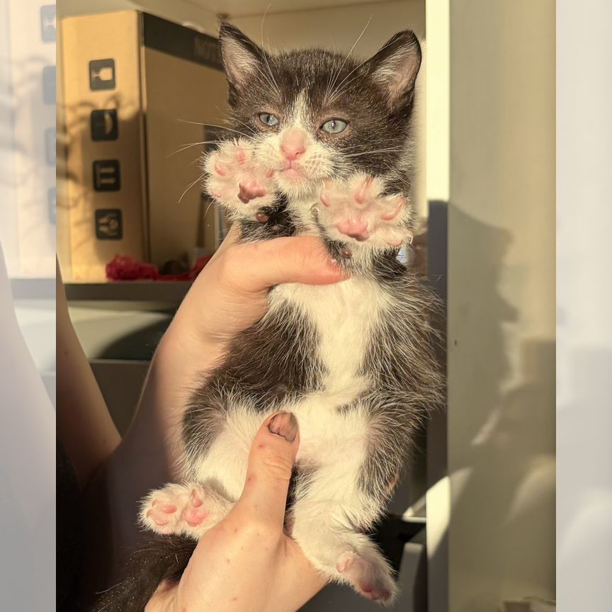 Котёнок в добрые руки