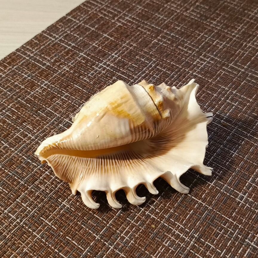 Ракушка