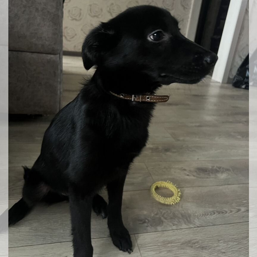 Щенок в добрые руки