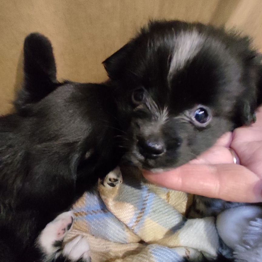 Щенок в добрые руки