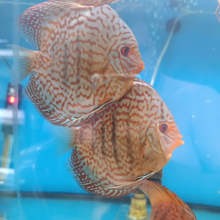 Продам дискусов