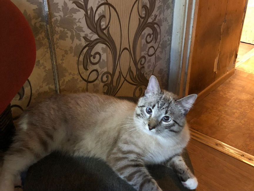 Большой кот с голубыми глазами