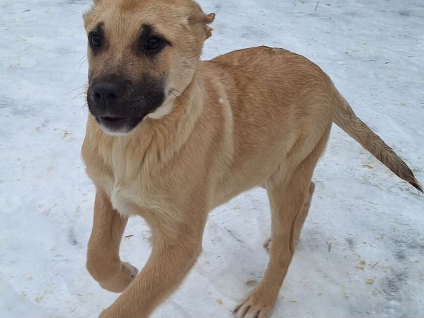 Щенок Дизель ищет свой дом