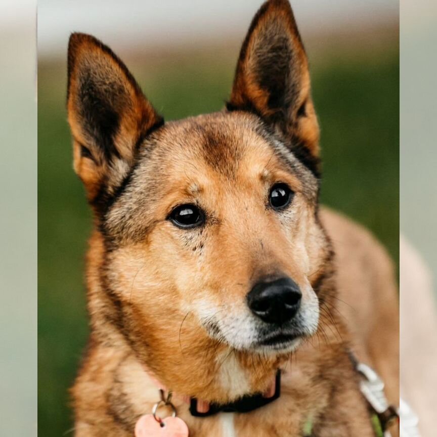 Взрослая собака в добрые руки