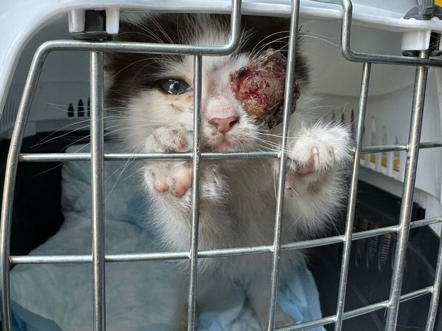 Новогоднее чудо для котенка