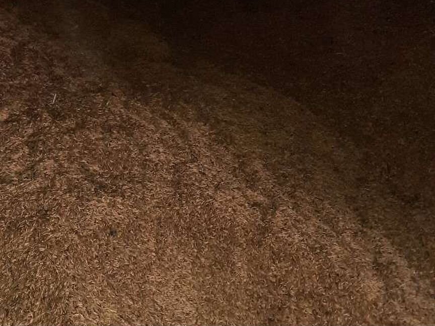 Зерно овес,ячмень, пшеница