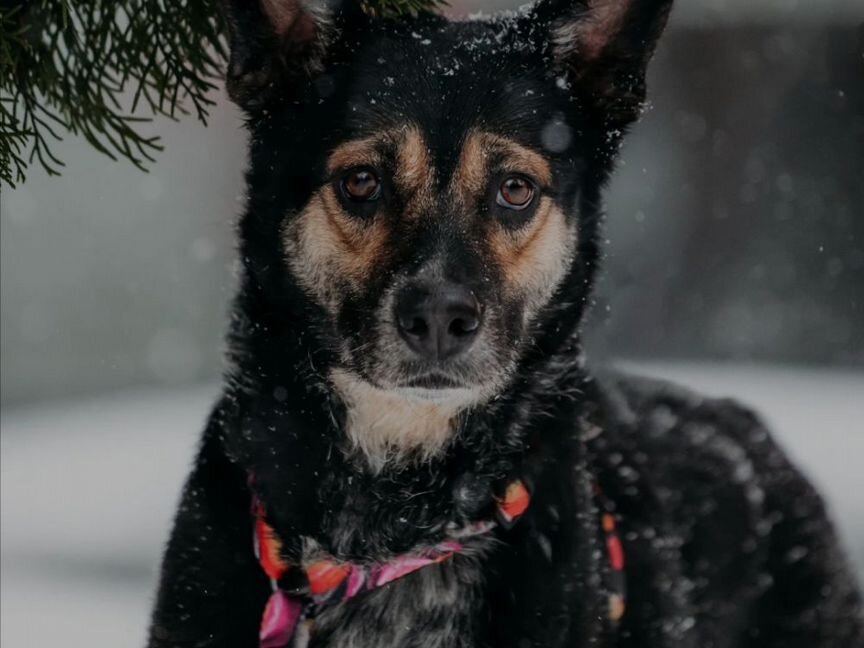 Милли Собака в добрые руки