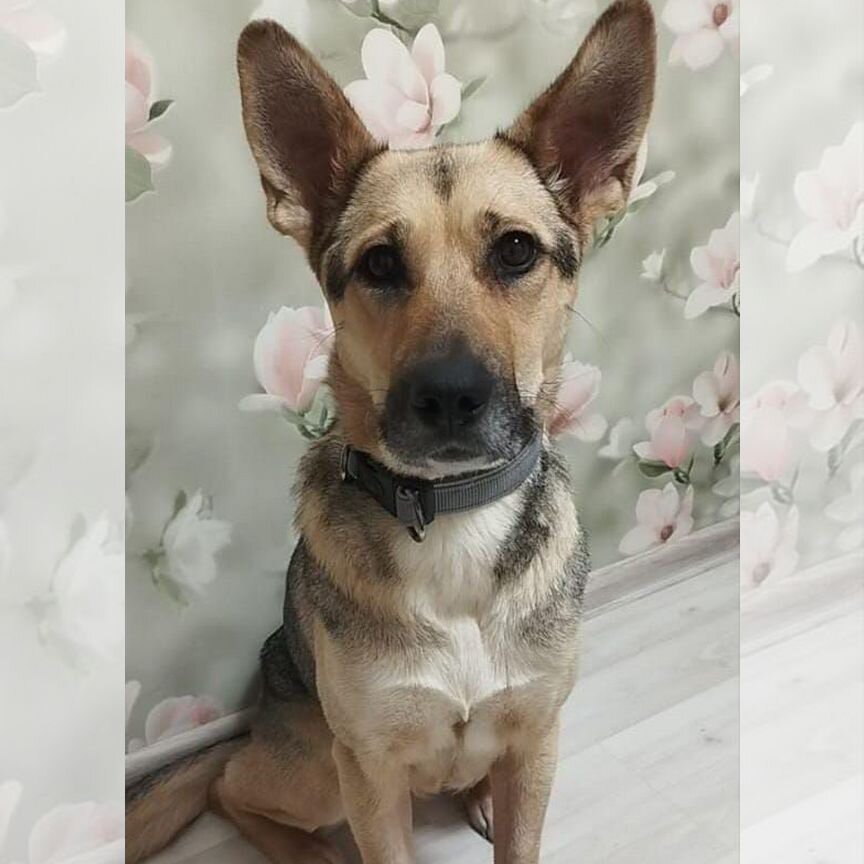 Взрослая собака в добрые руки