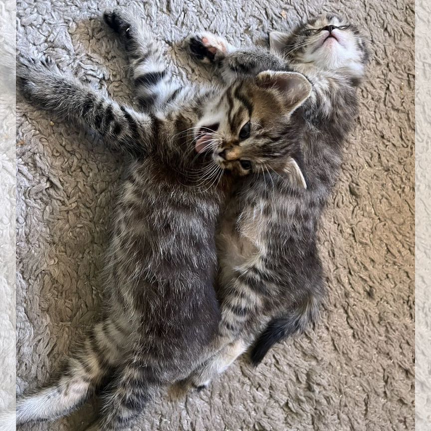 Британский короткошёрстный котёнок