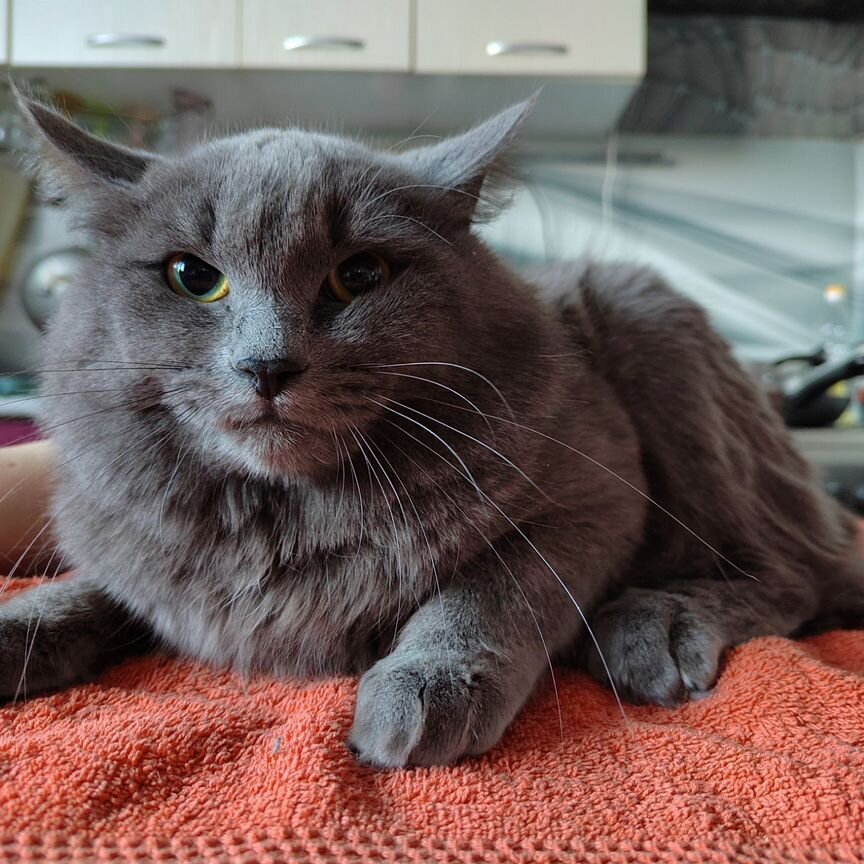 Кот сфинкс и мейкун