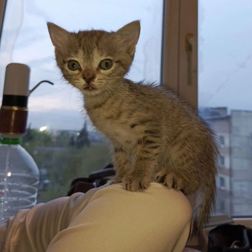 Котята отдам в добрые руки бесплатно