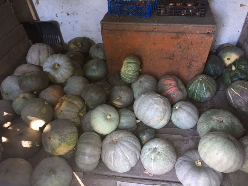 Тыква кормовая