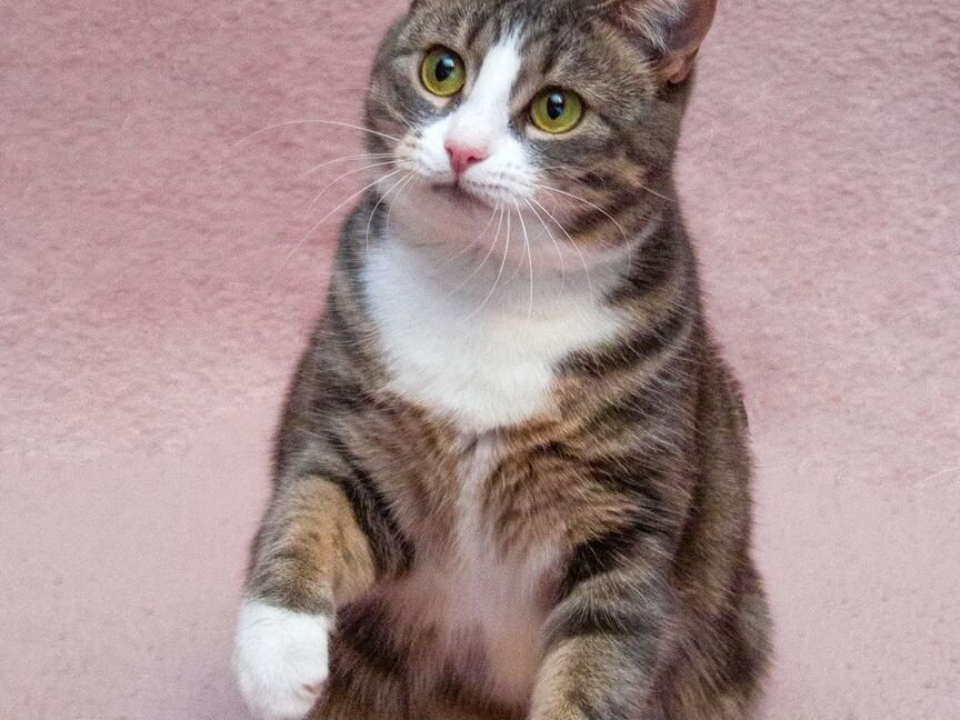 Разговорчивая ласкушка ищет дом