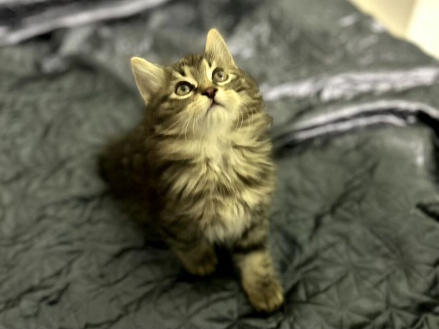 Котята курильский бобтейл