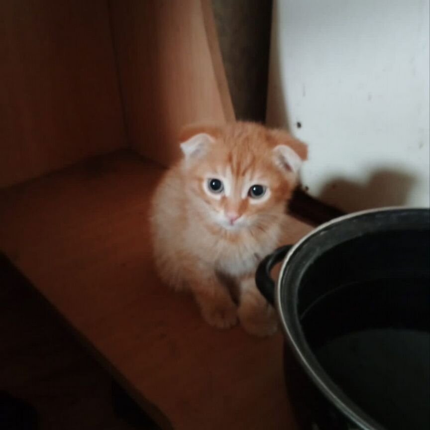 Шотландская вислоухая