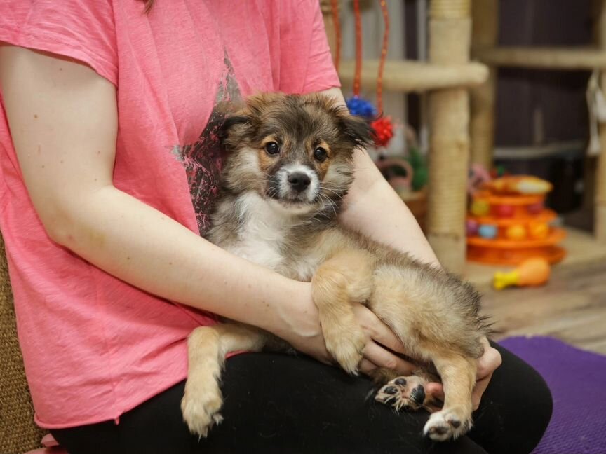 Щенок в добрые ручки