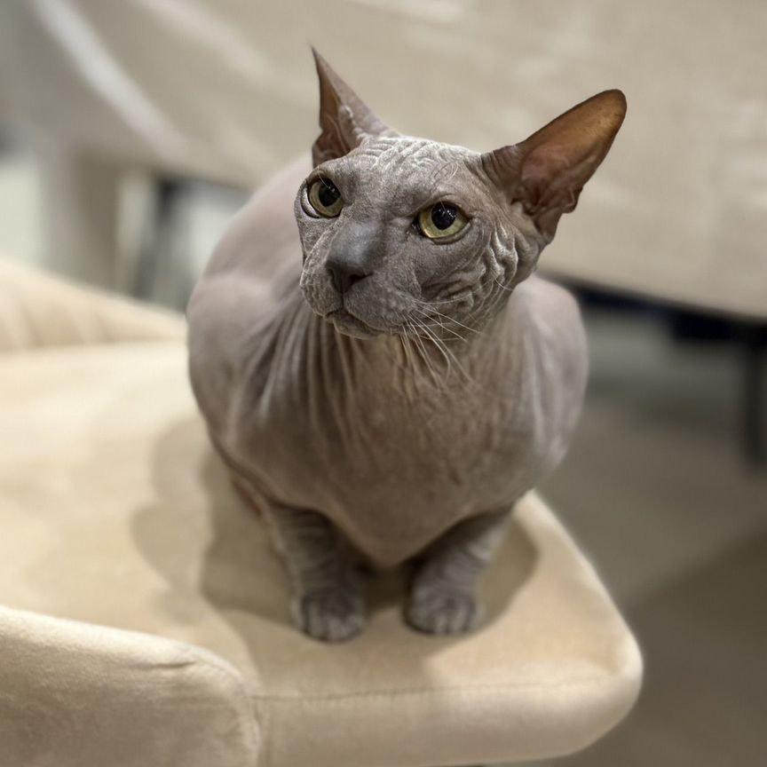 Канадский сфинкс