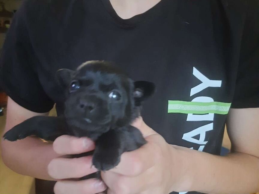 Щенки Чихуа