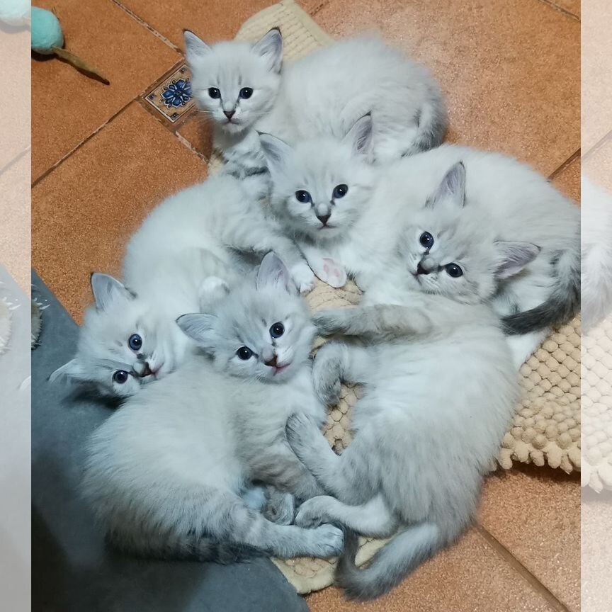 Котята невские маскарадные