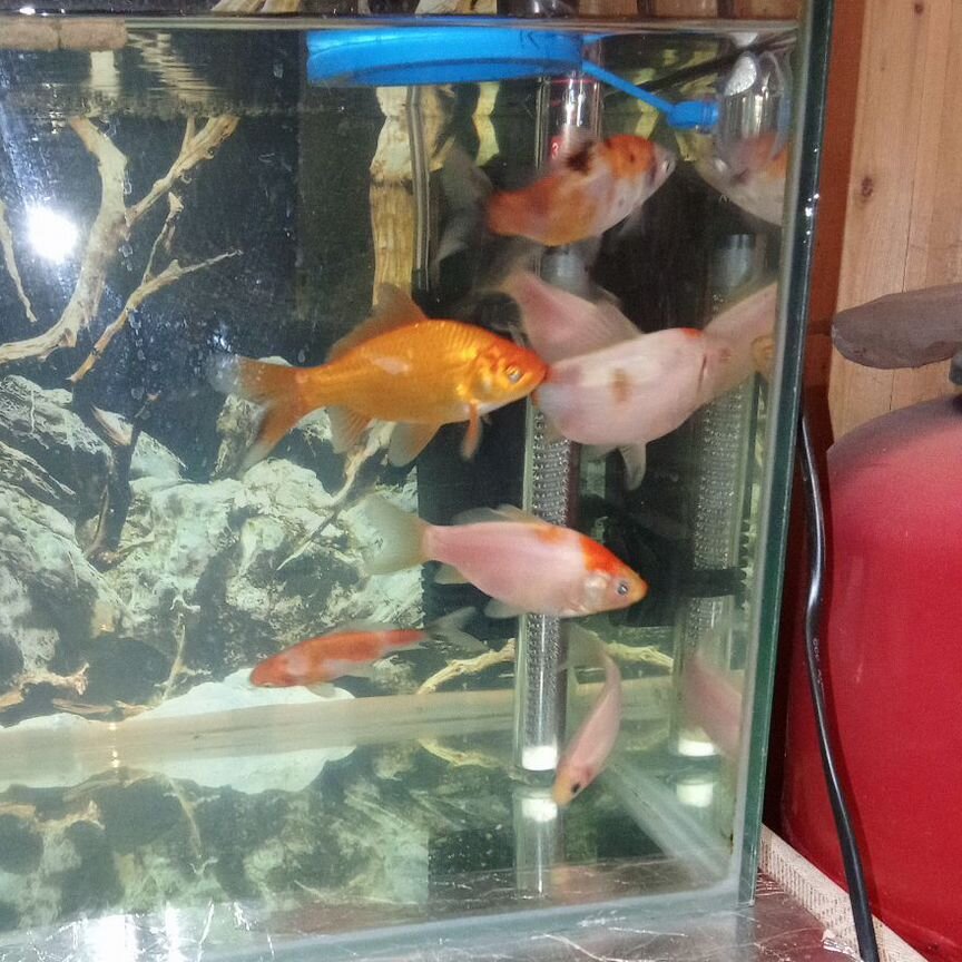 Прудовые рыбки кометы