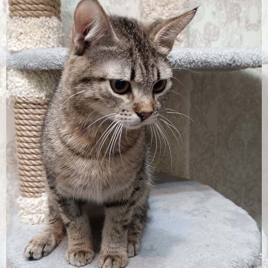 Котенок-подросток ищет дом