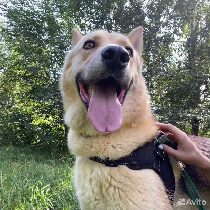 Метис овчарки