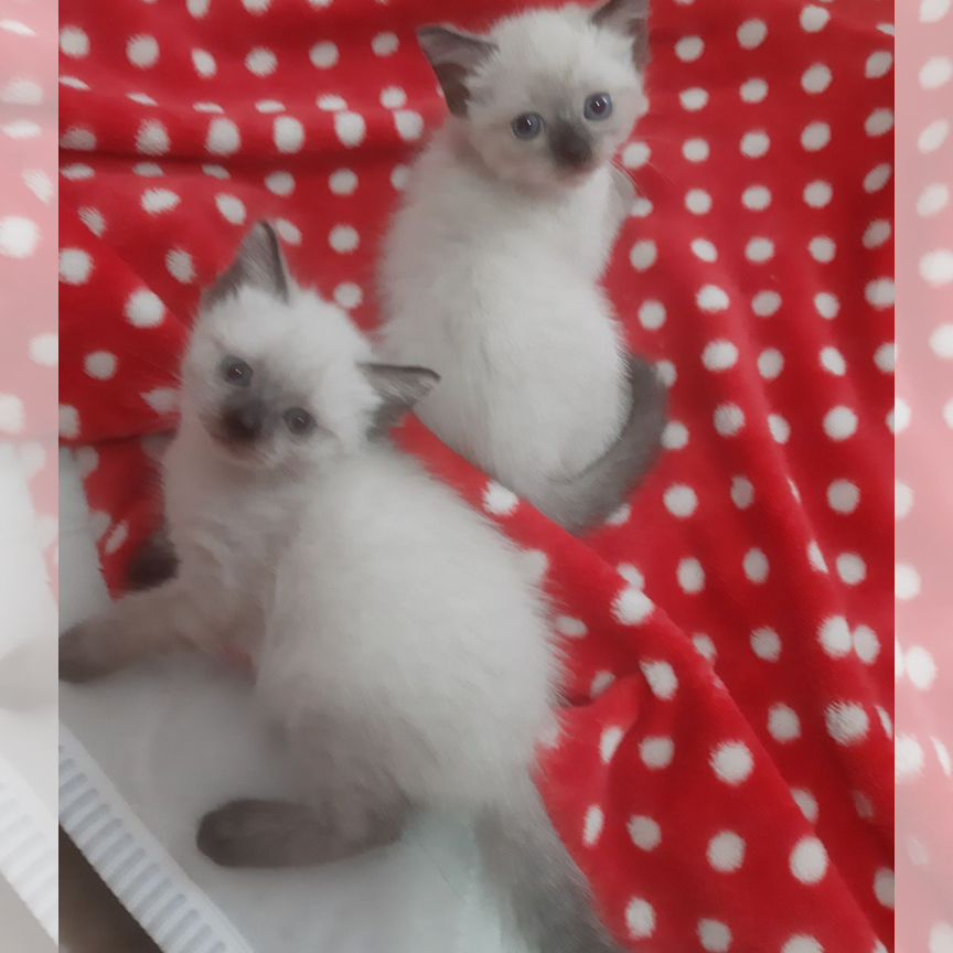 Тайские котята